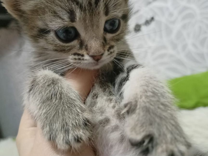 Бенгальские котята метисы