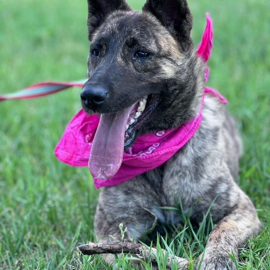 Молодая собака Халва из приюта ждёт хозяина