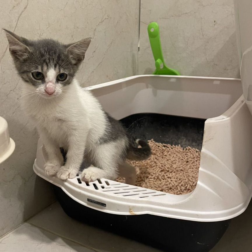 Котенок, котик Серега)