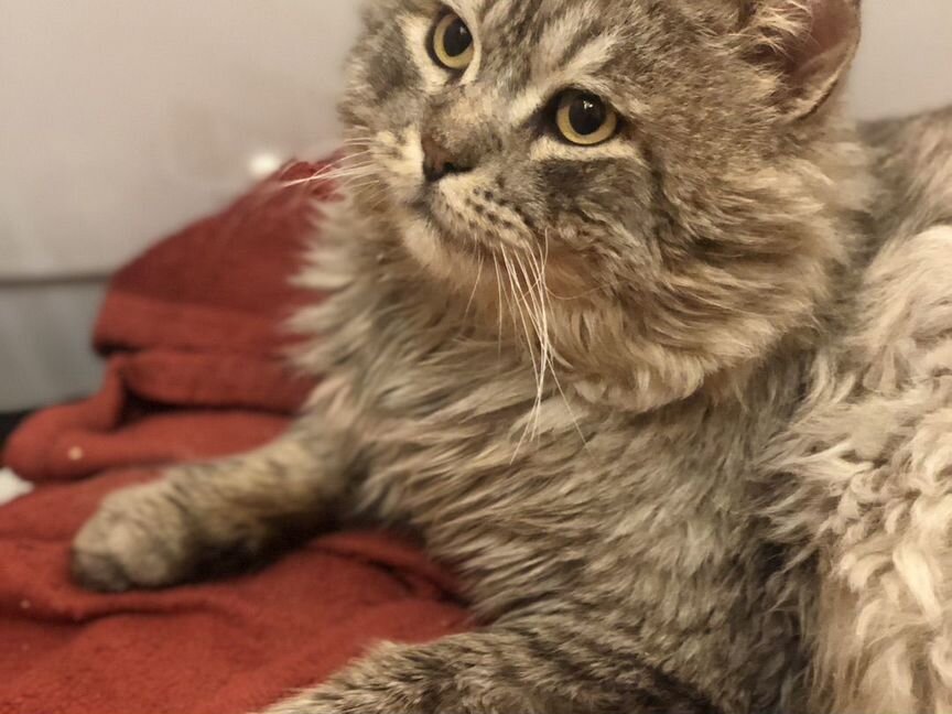 Котик в добрые руки