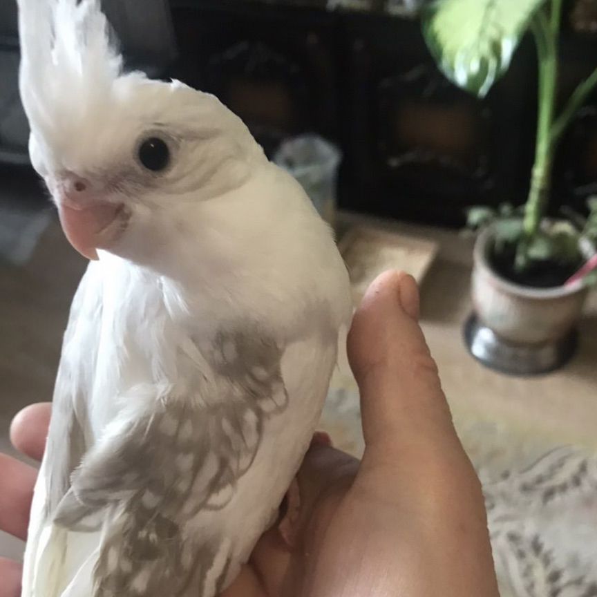 Попугай корелла малыш