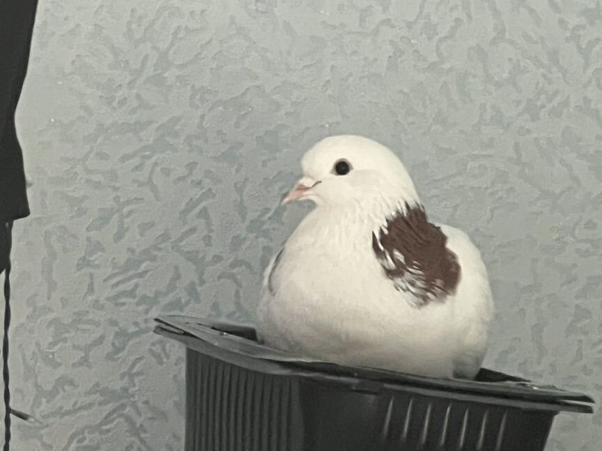 Голубь пермский гривун