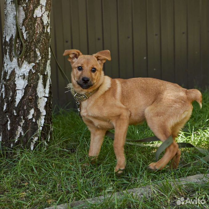 В добрые руки весёлая Гвоздика