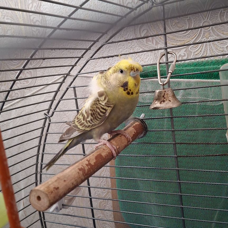 Попугай хагоромо