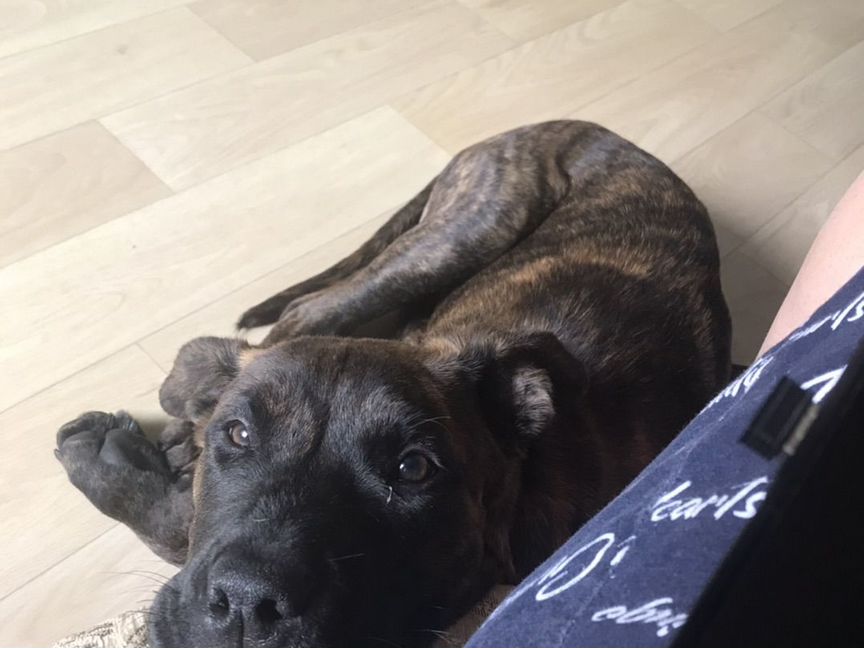 Преса Канарио