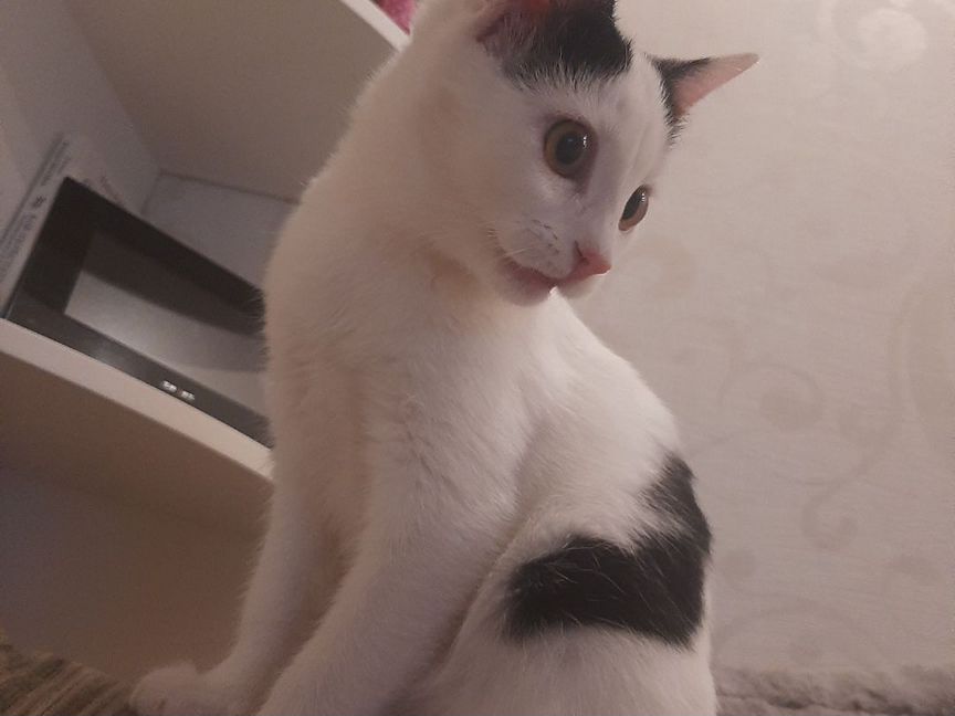 Кошка