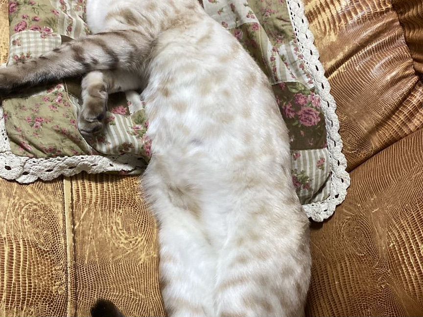 Бенгальские котята