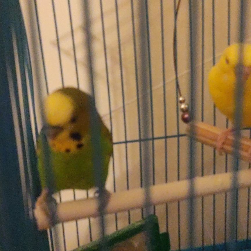 Волнистые попугаи