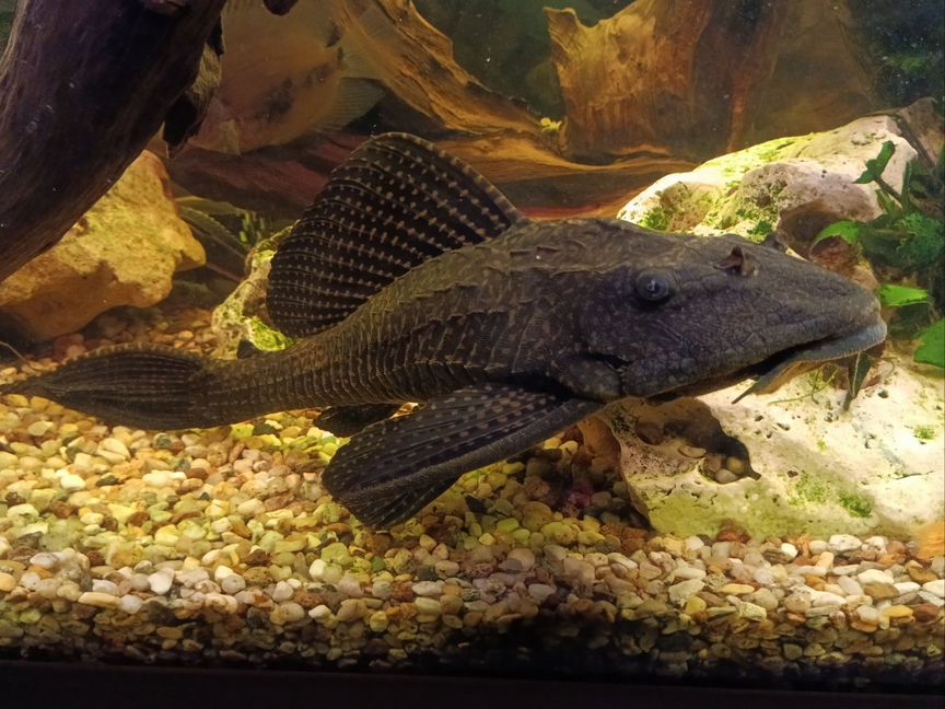 Сом птеригоплихт парчовый