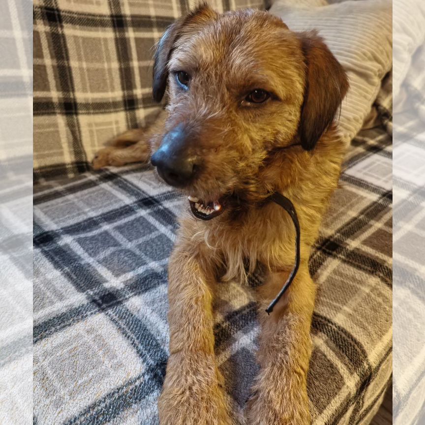 Дратхаар, взрослый пёс