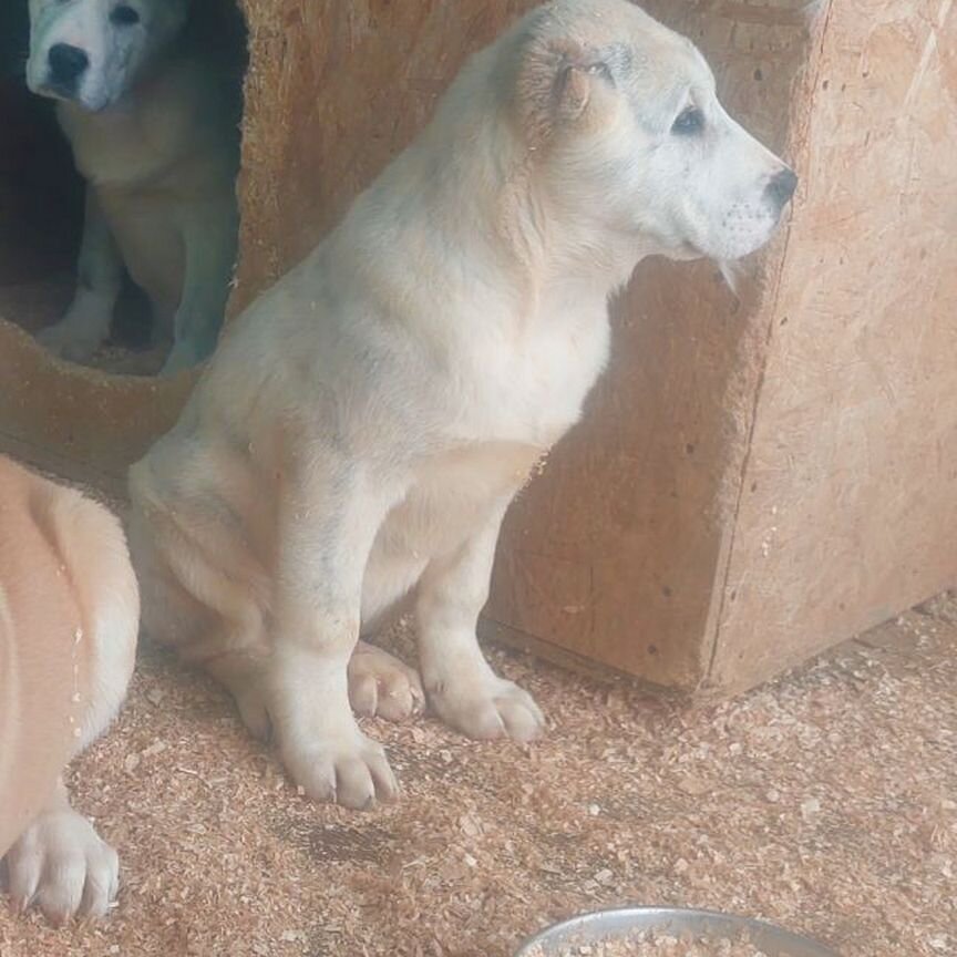 Среднеазиатская овчарка алабай щенки