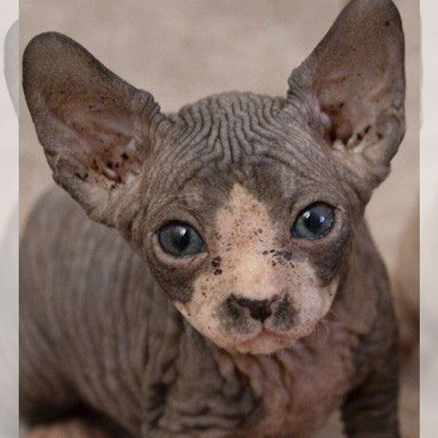 Канадский сфинкс котёнок