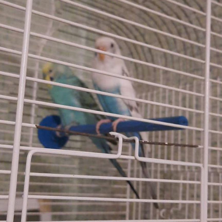 Волнистый попугай ручной