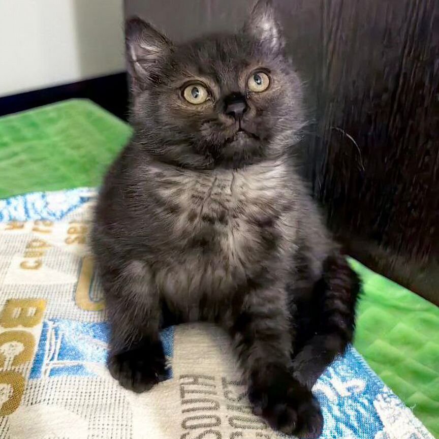 Самая лучшая плюшечка