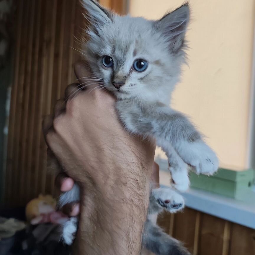 Котёнок в добрые руки