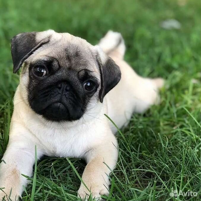 Щеночки мопса