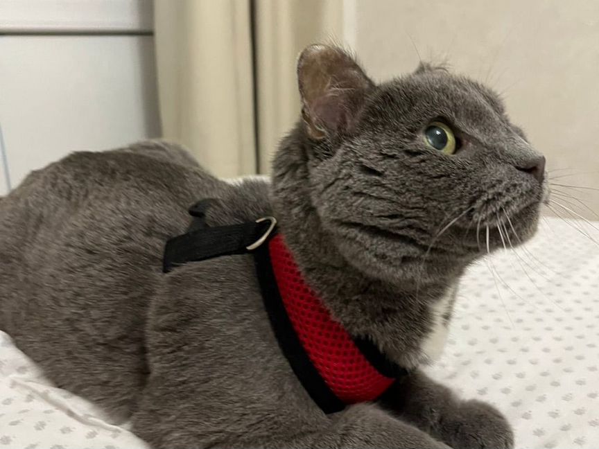 Шлейка для кошек