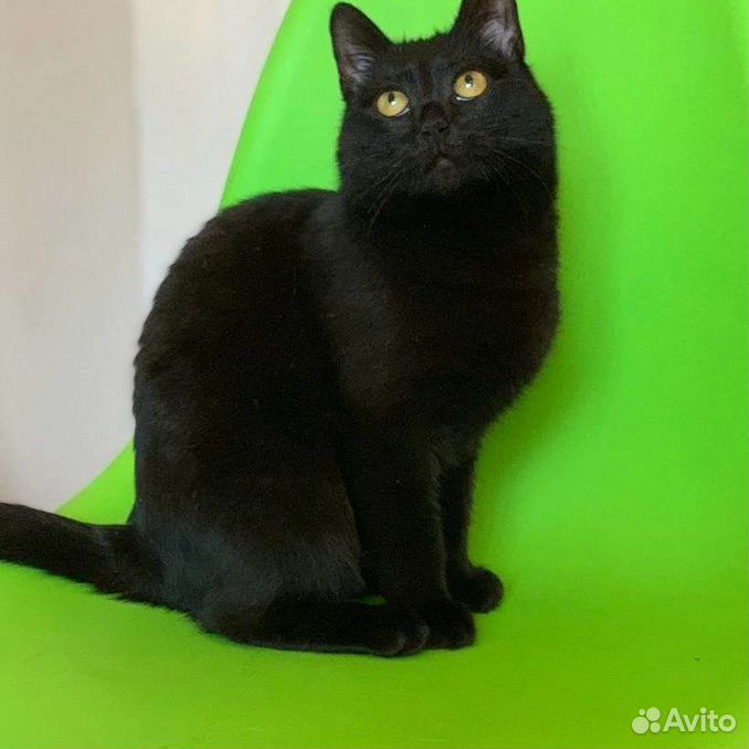 Миа шикарная молодая брюнетка