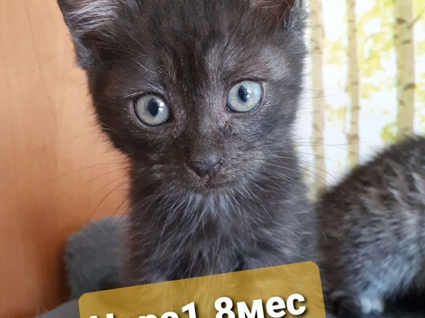 Черный котенок