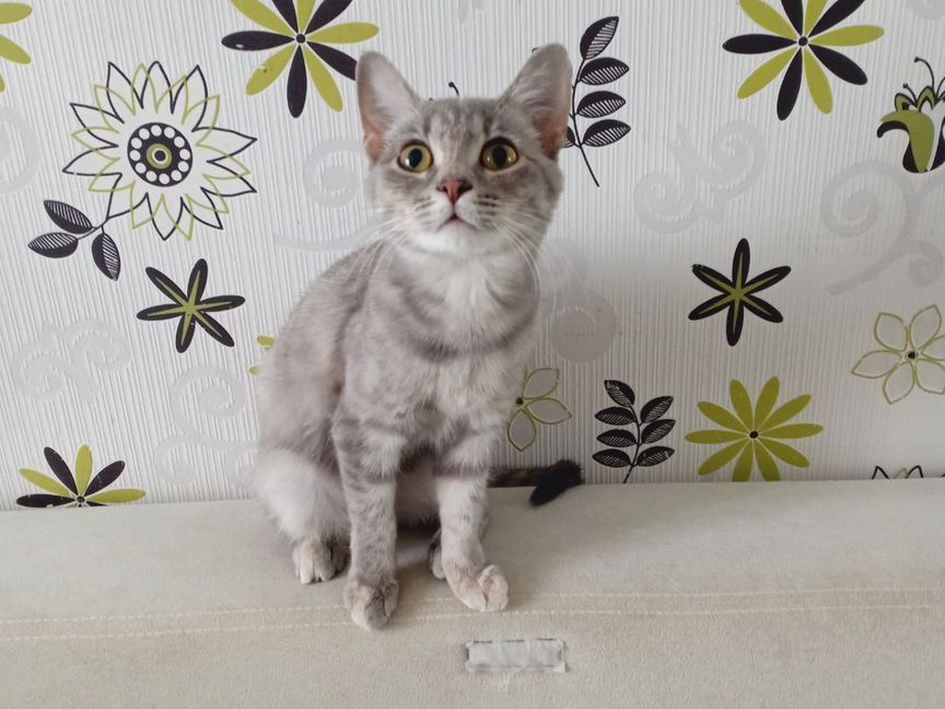Кошка