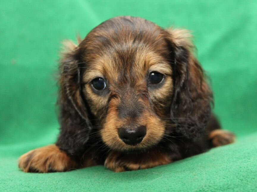 Кроличий длинношерстный мальчик