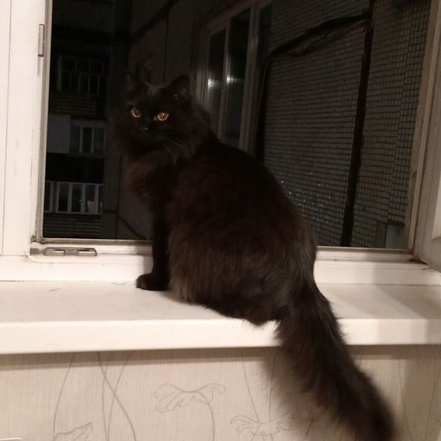 Пушистый пират ищет дом