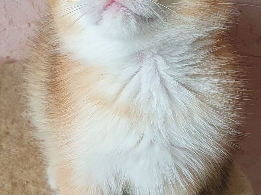 Золотая шиншилла с нереально огромными глазами