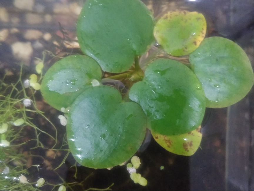 Аквариумные растения: Южный город 1