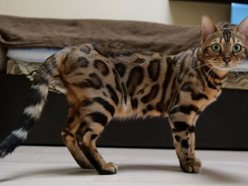 Породистые Котята Бенгалы