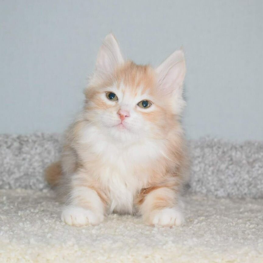 Мальчик рысенок, курильский бобтейл