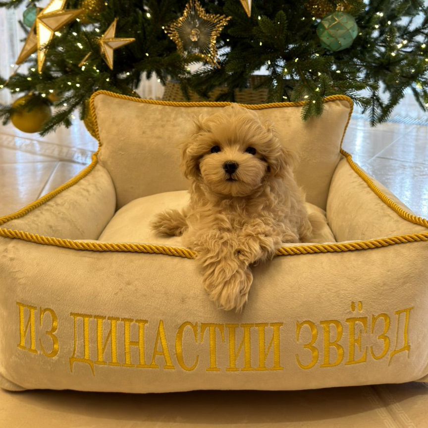 Мальтипу, щенок