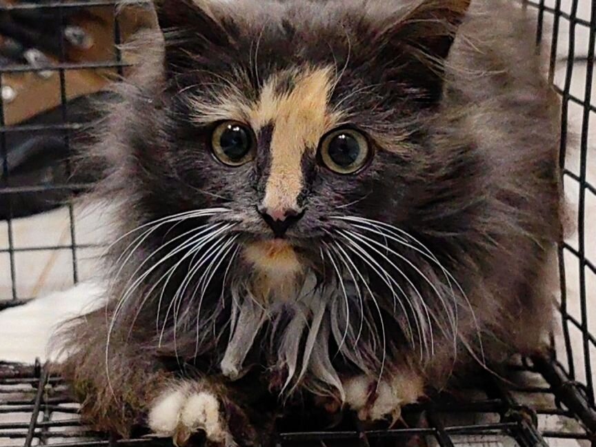 Котенок ищет дом
