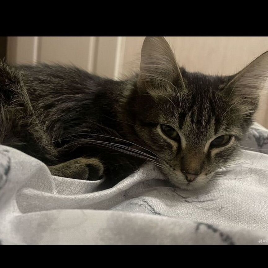 Котёнок в добрые руки