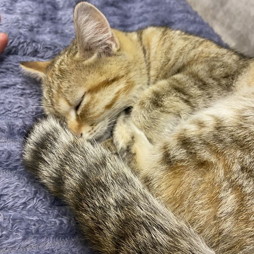Котята шиншилла