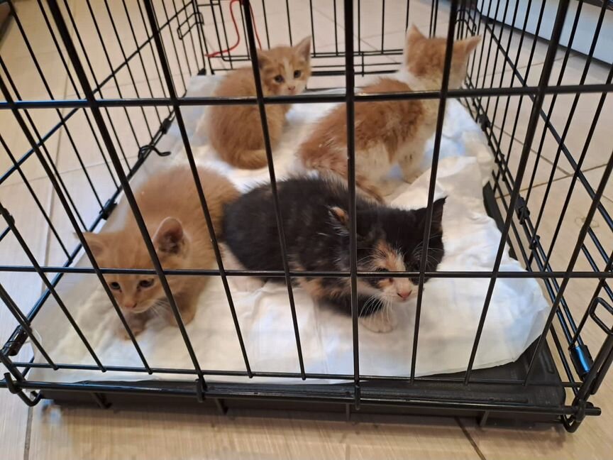 Котята в добрые руки