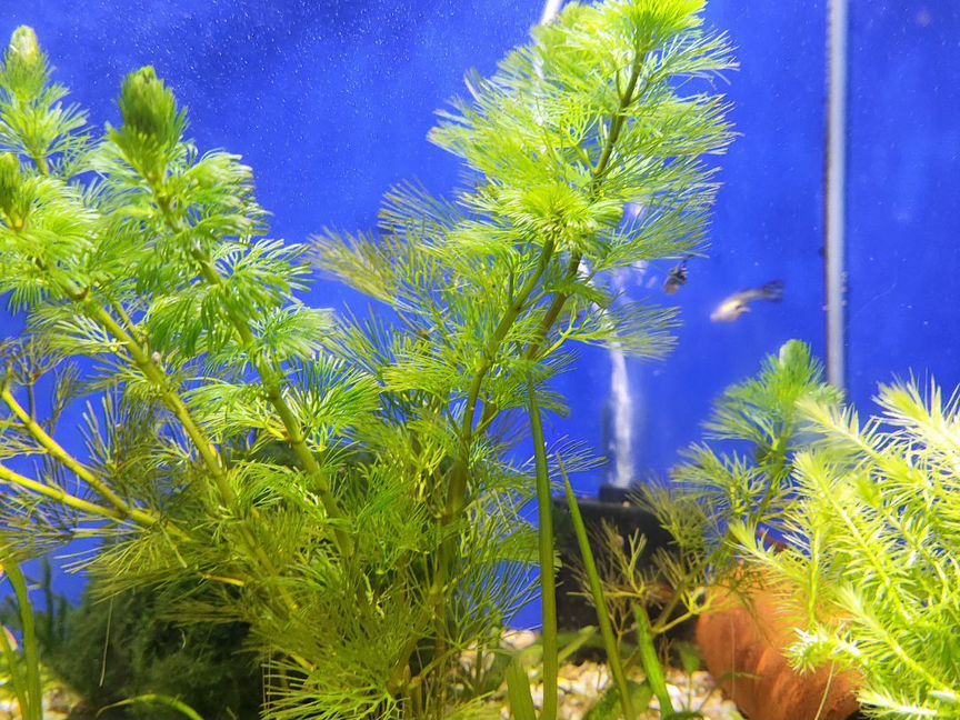 Аквариумные рыбки