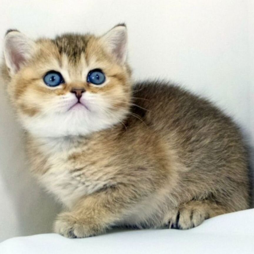 Золотые Шиншиллы