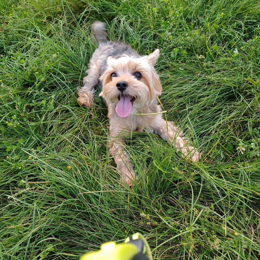 Йоркширский терьер девочка