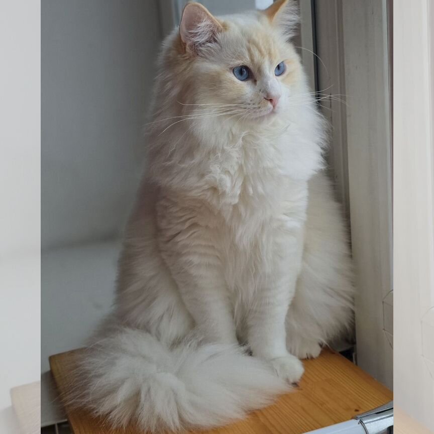 Рэгдолл котёнок