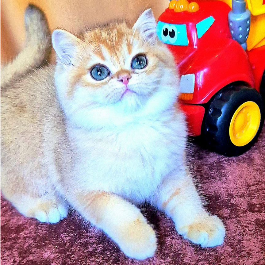 Британский короткошёрстный котёнок