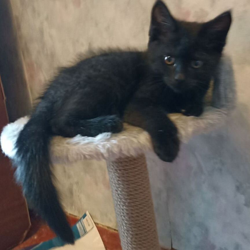 Шотландский прямоухий короткошёрстный котёнок