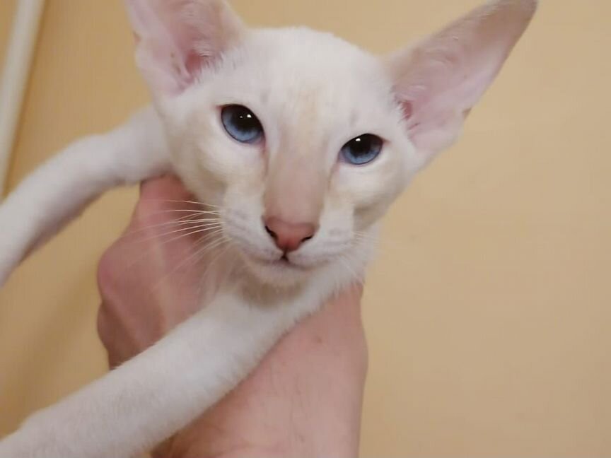 Ориентальная