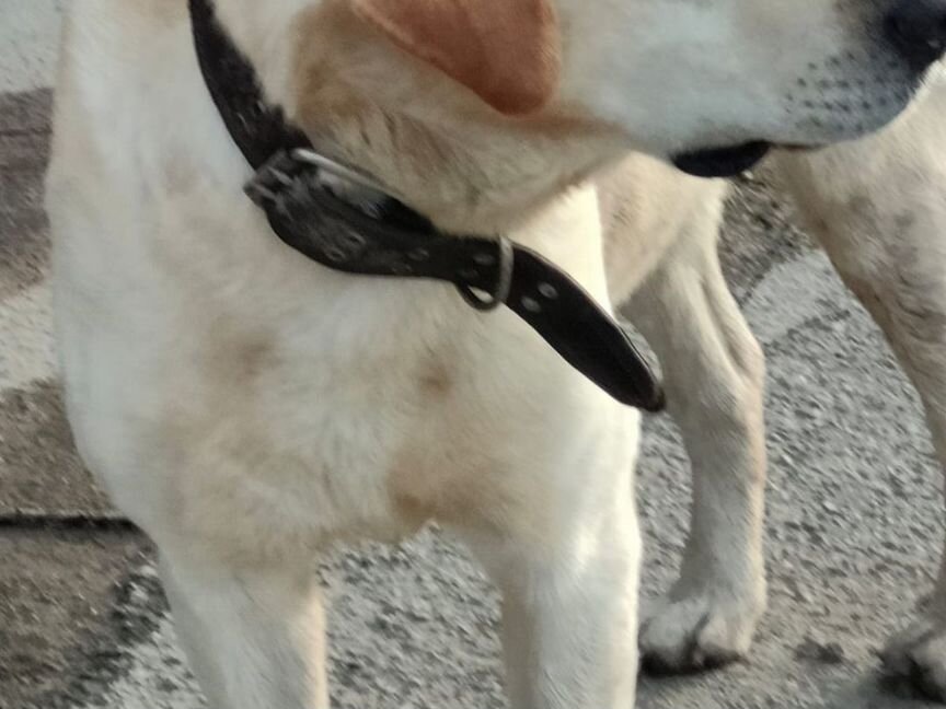 Отдам в добрые руки лабрадора мальчик