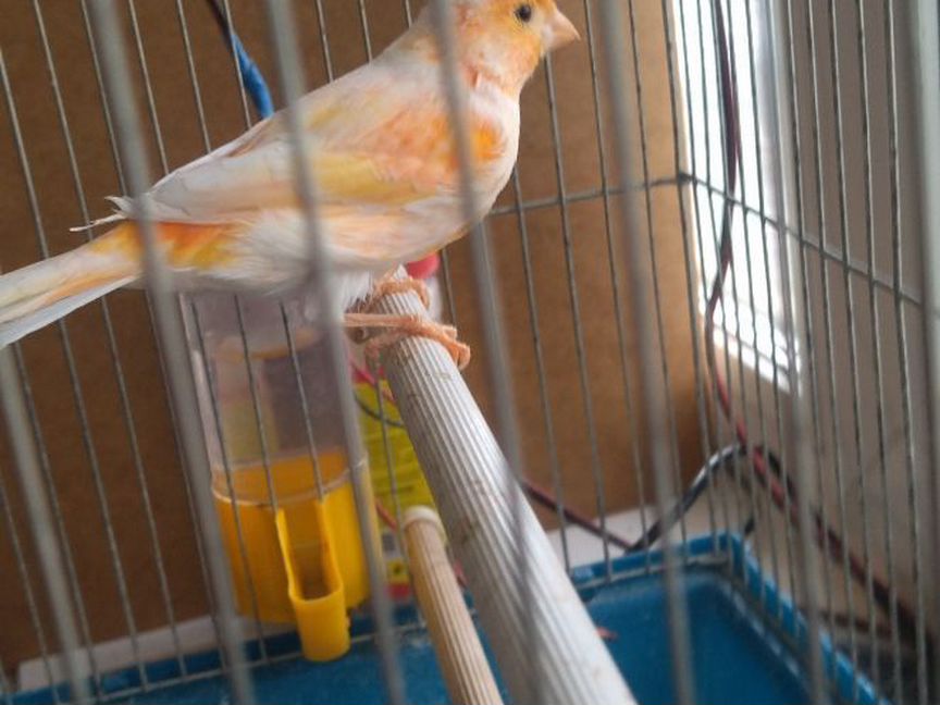Кенар