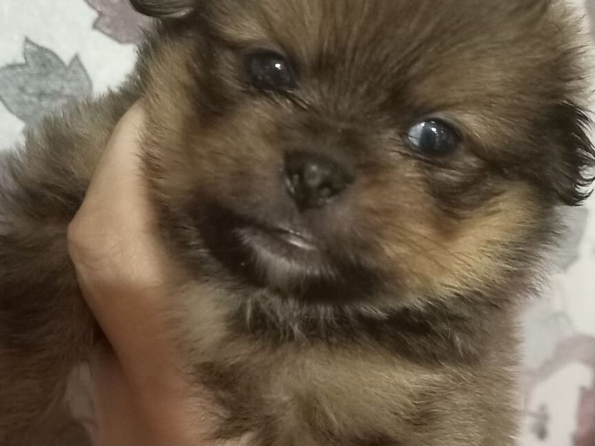 Щенки шпица