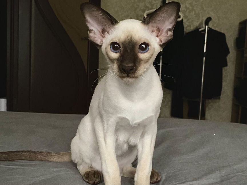 Котёнок Ориентал Экстрим