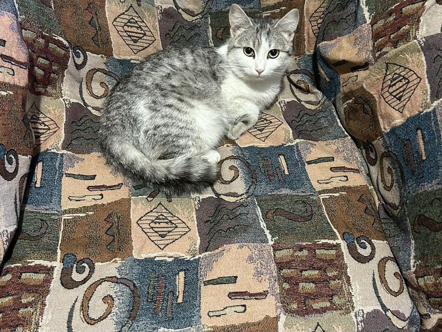 Кошка с Донецка 8 месяцев