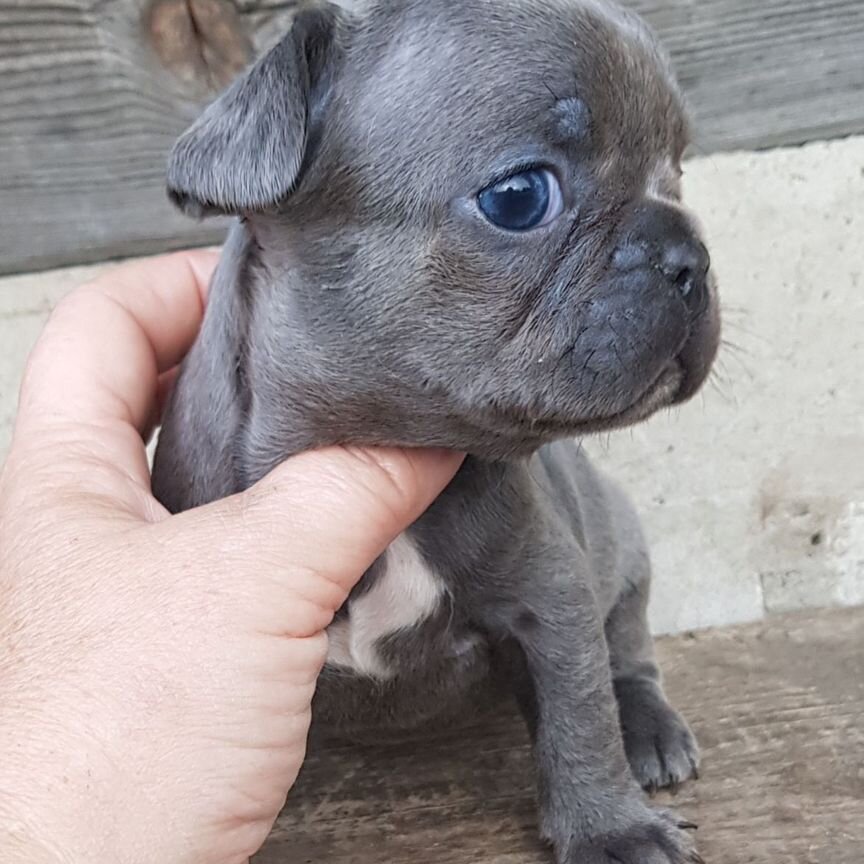 Франц. Щенки готовятся к продаже