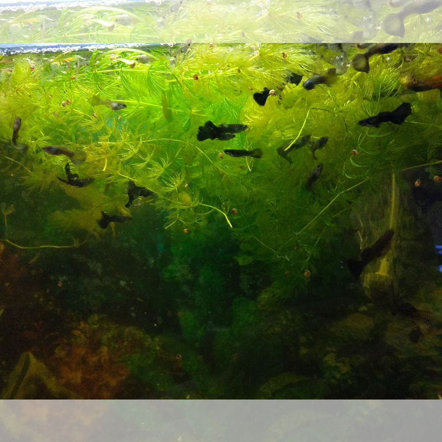 Продам аквариумных рыбок гупи Чёрный принц молодь