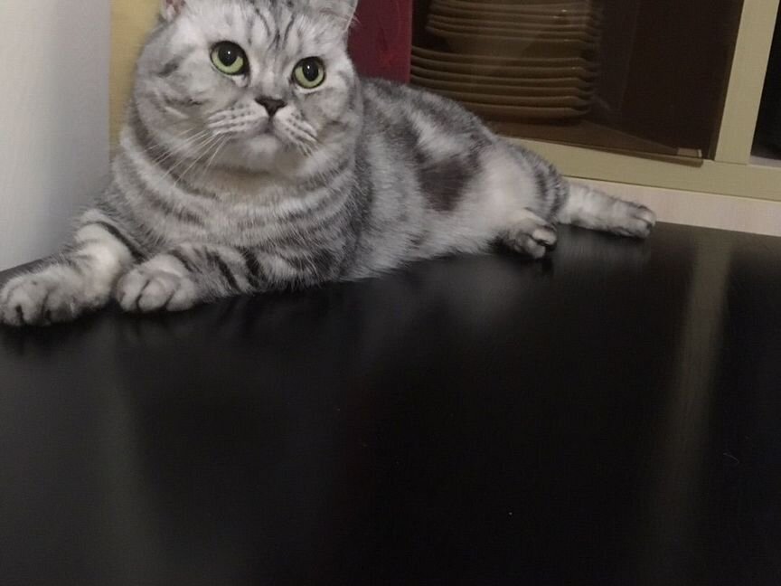 Отдам кошку